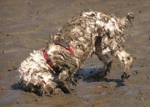 DIY Dog Grooming - The Boat Galley